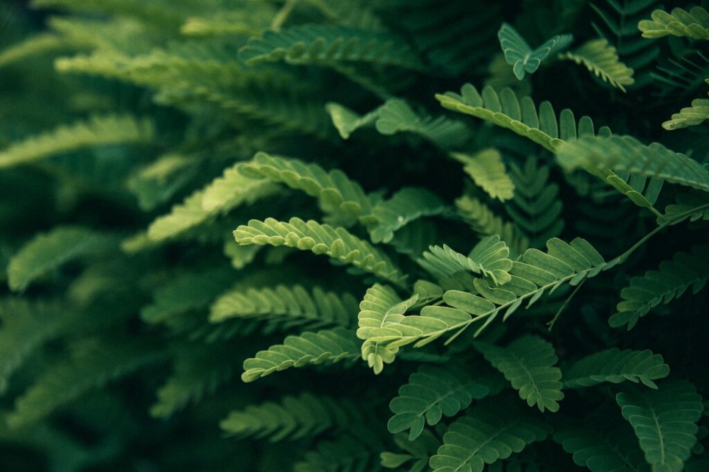 The Best Free Plant Identification Apps for iPhone | Mobile Marketing Reads